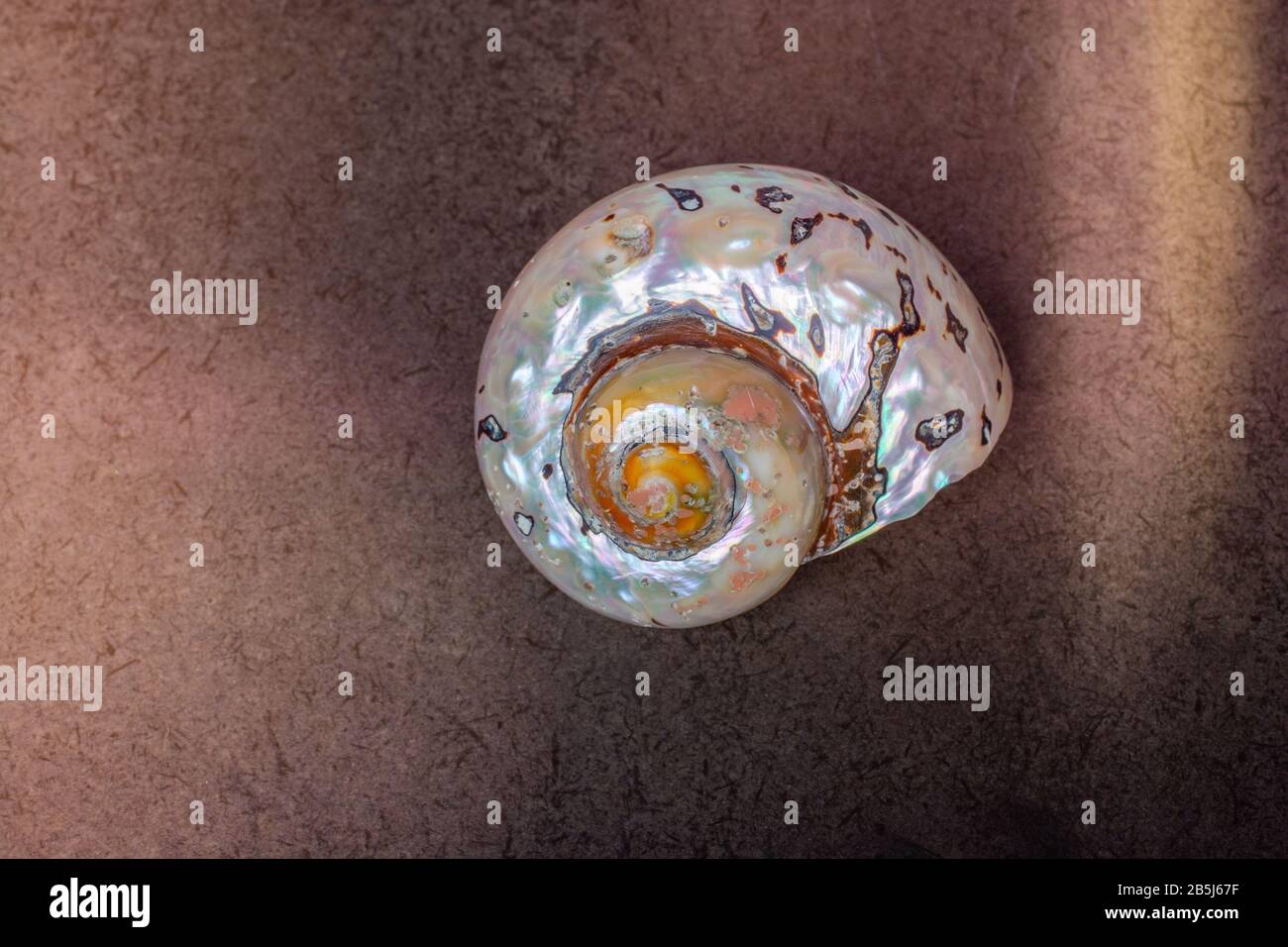 Natural seashell macro texture. Seashells background texture Stock ...