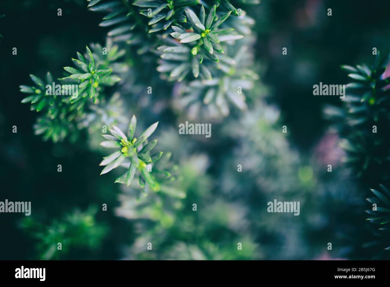 The branches of the blue spruce close-up. Rustic Christmas texture. Fir ...