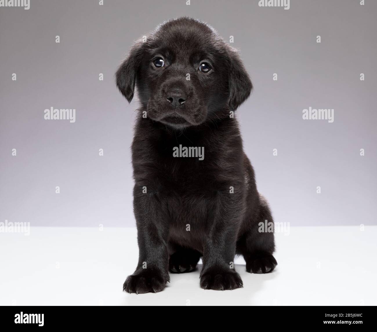 Cute black labrador puppy hi-res stock photography and images - Alamy