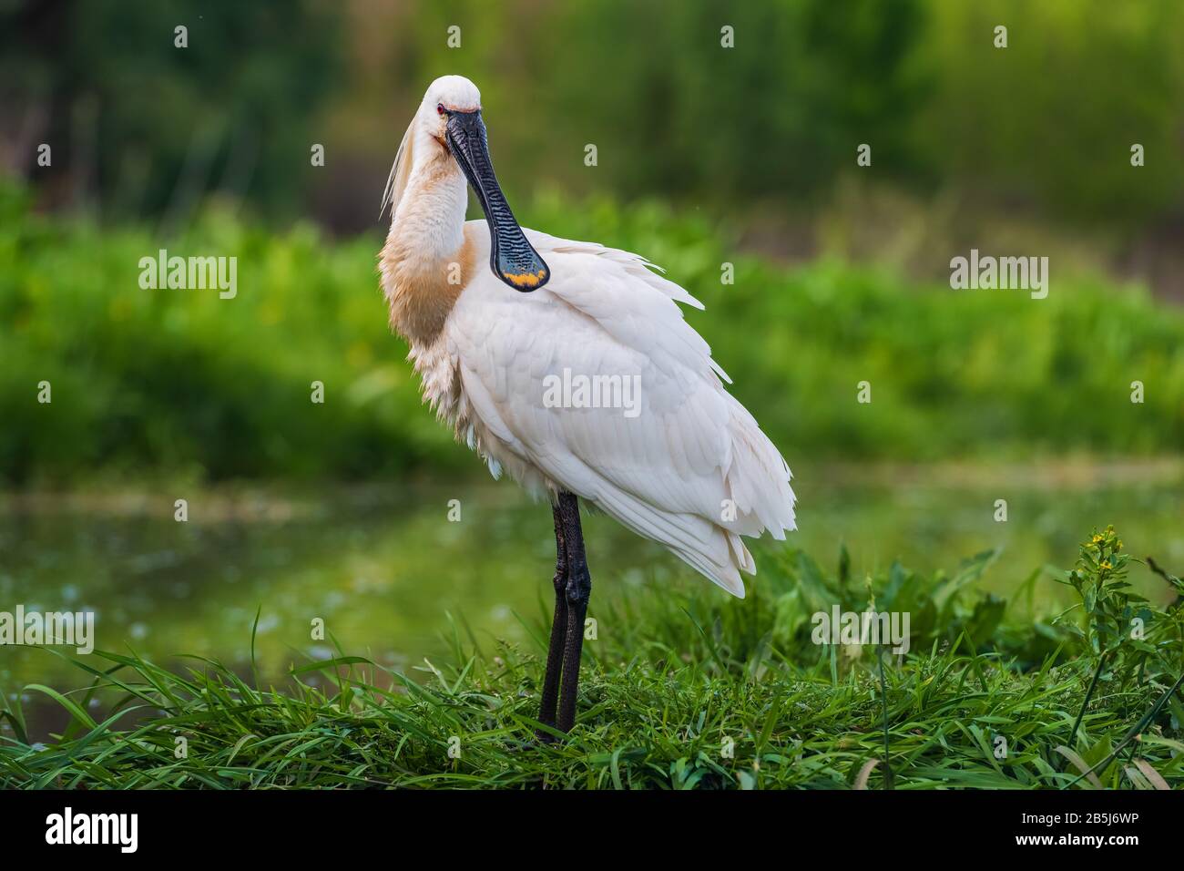 Eurasian water bird hi-res stock photography and images - Alamy