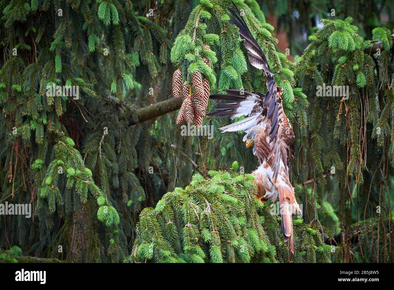 Red Kite on a branch (Milvus milvus), Falconry Stock Photo - Alamy