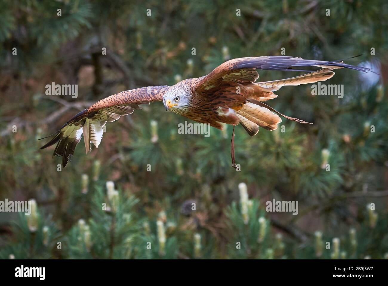 Red Kite in flight (Milvus milvus), Falconry Stock Photo - Alamy