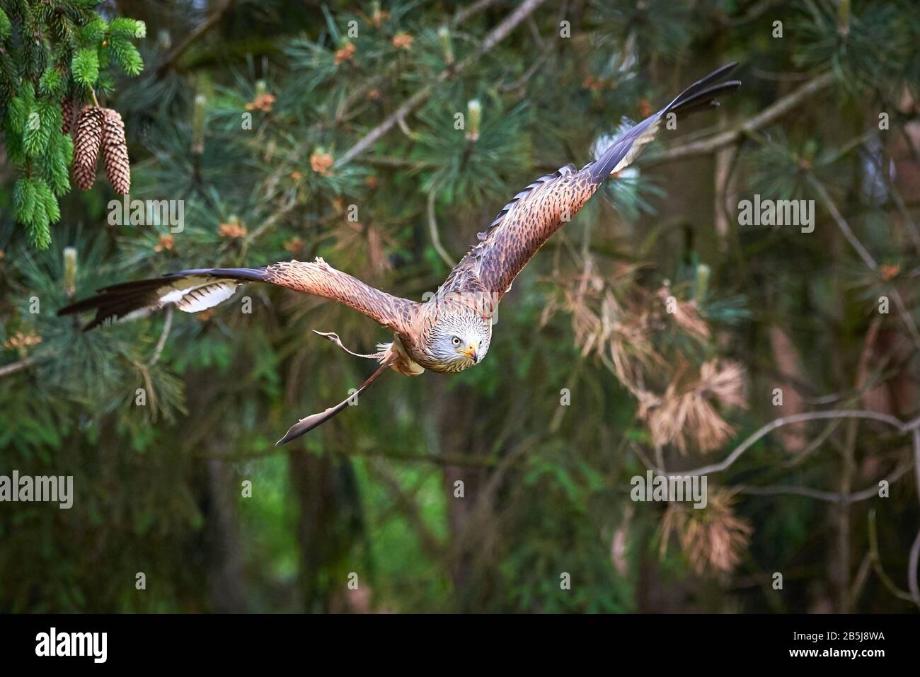 Red Kite in flight (Milvus milvus), Falconry Stock Photo - Alamy