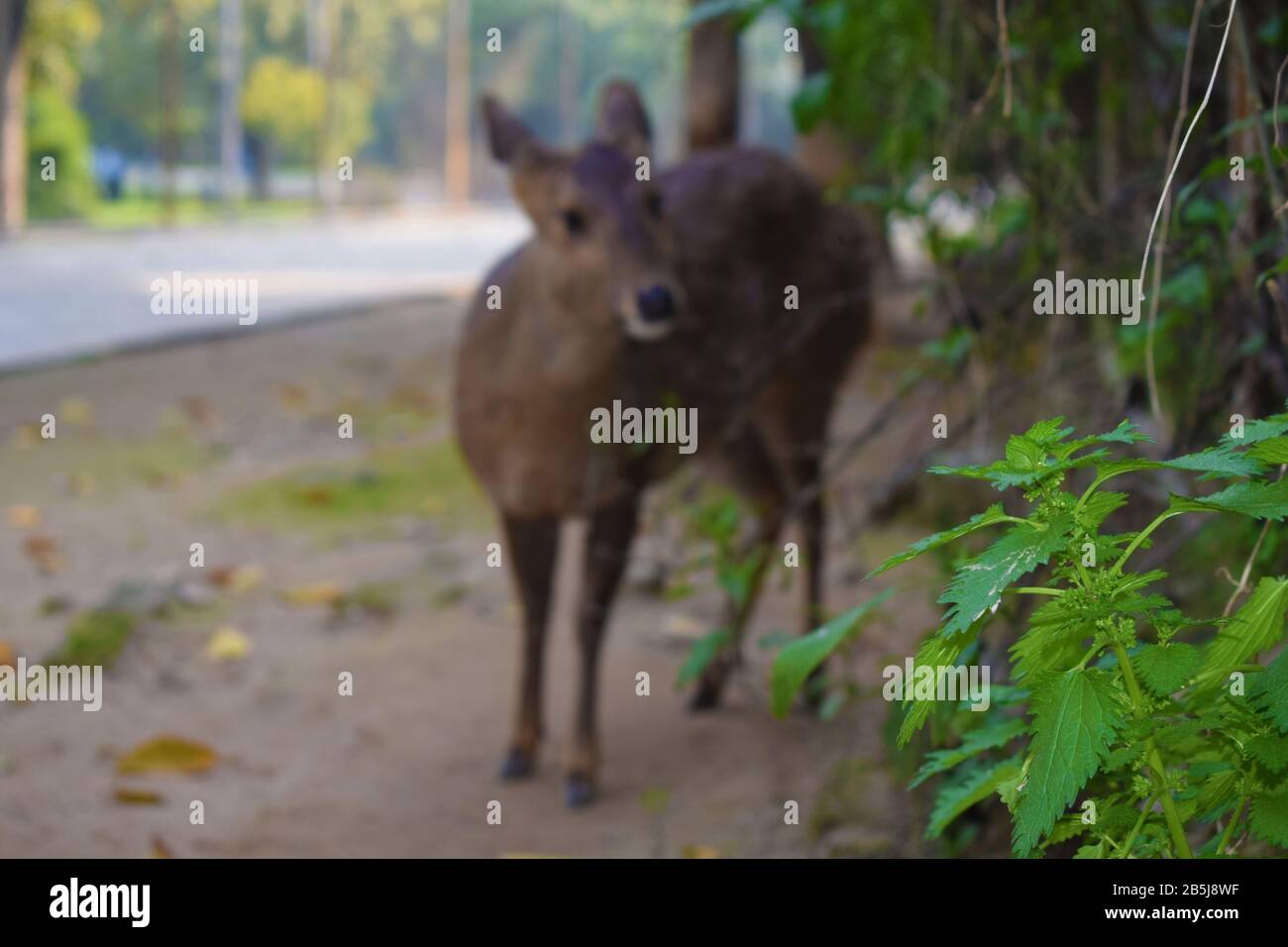 Deer staring at plants Stock Photo - Alamy