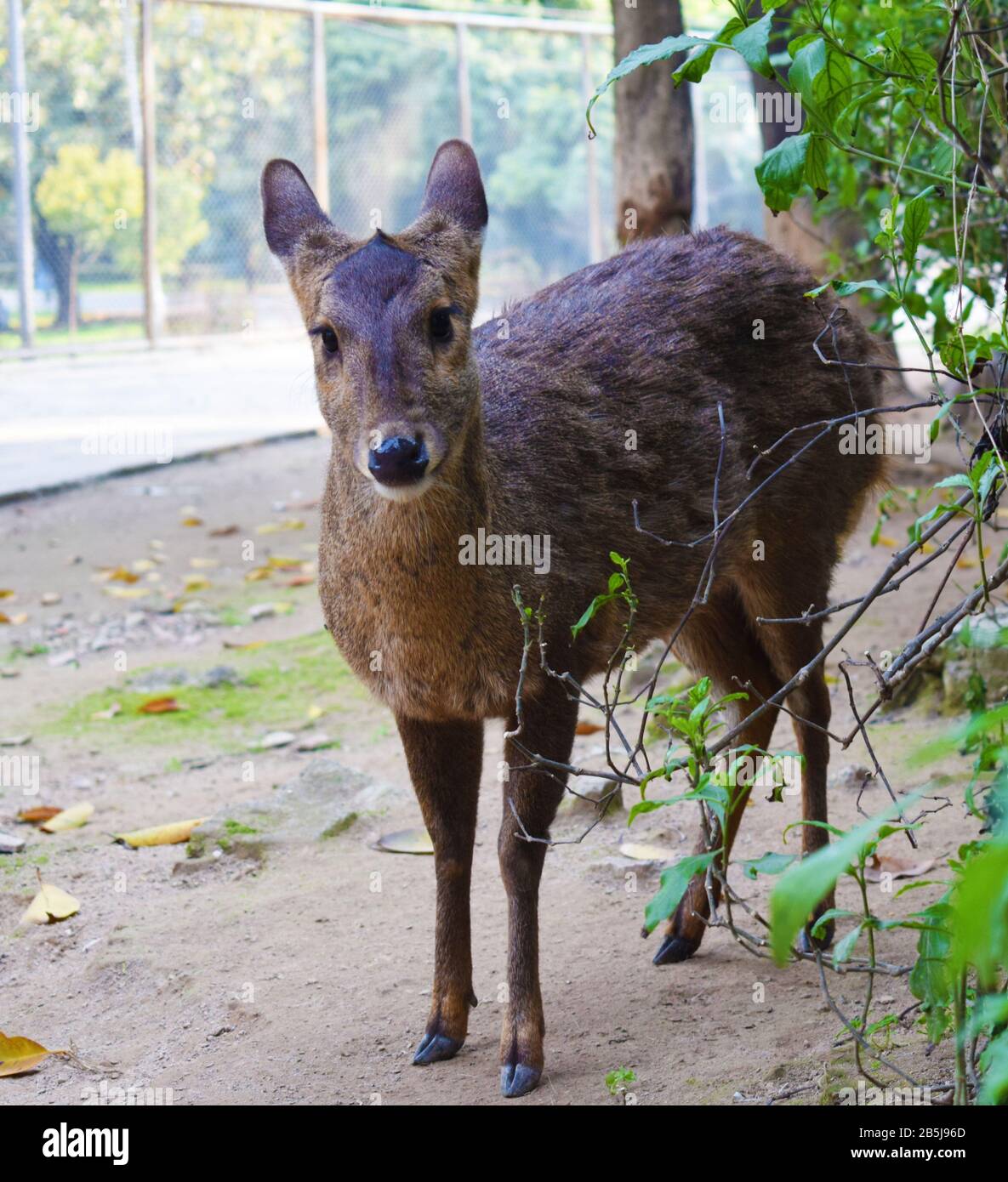 Deer staring at plants Stock Photo - Alamy