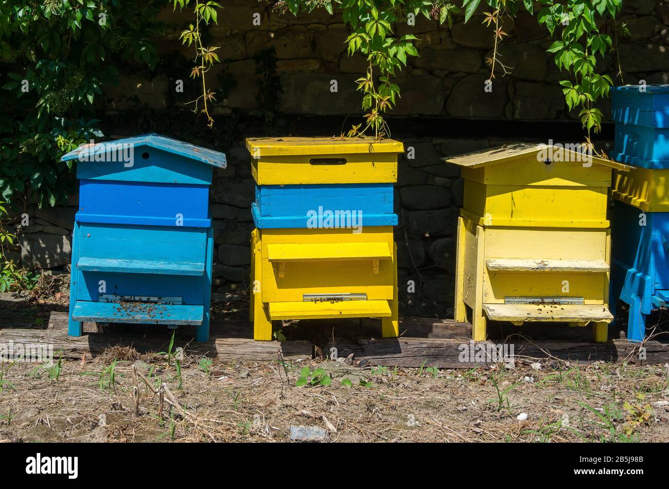 Beekeeping in a back yard. Bee hives Stock Photo - Alamy