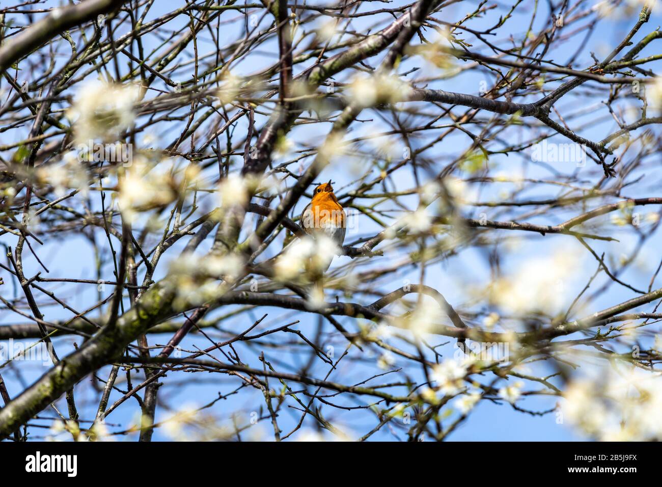 Erithacus rubecula (European robin) in a blossom plum tree in ...