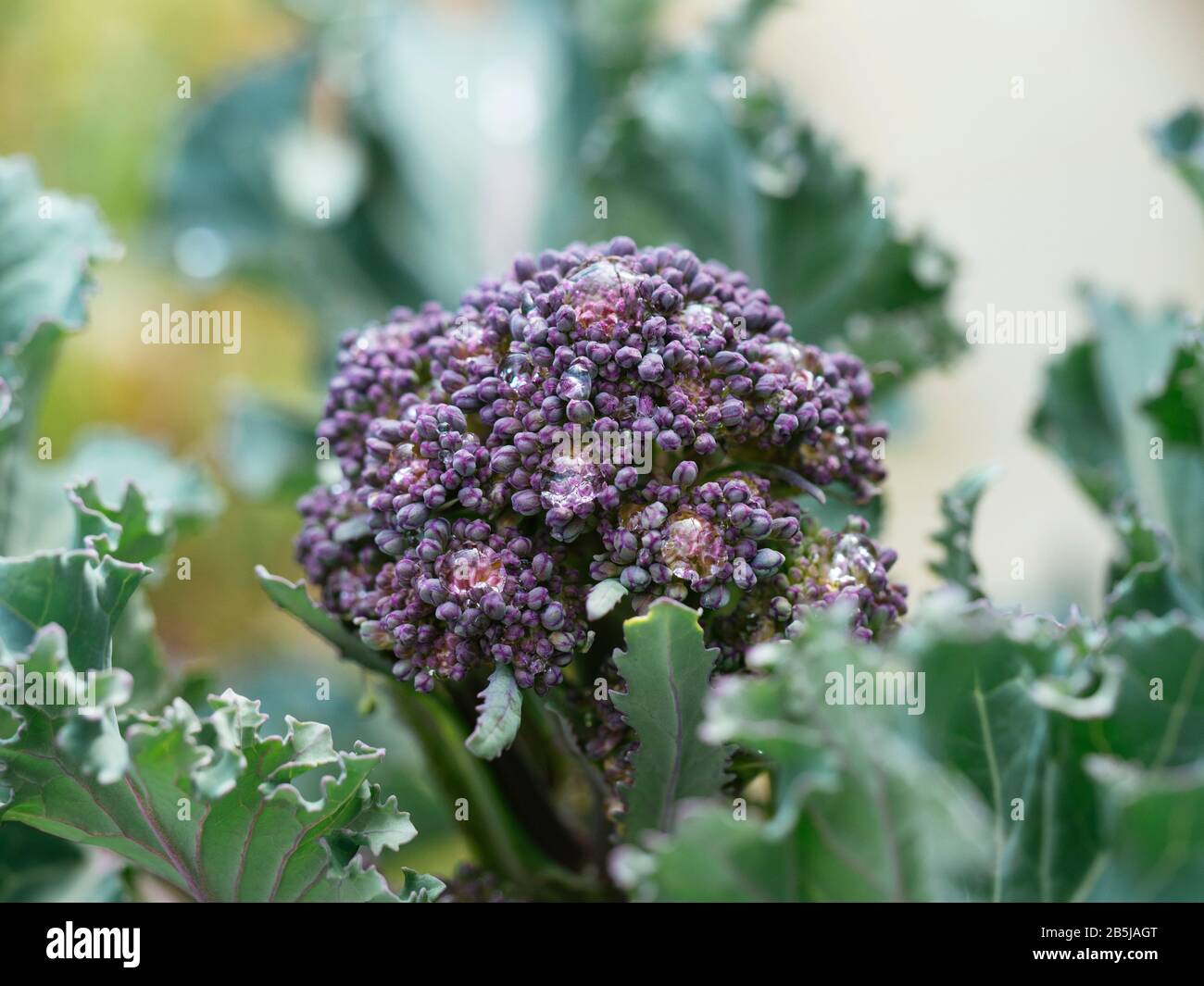 Purple sprouting broccoli growing in a garden hi-res stock photography ...