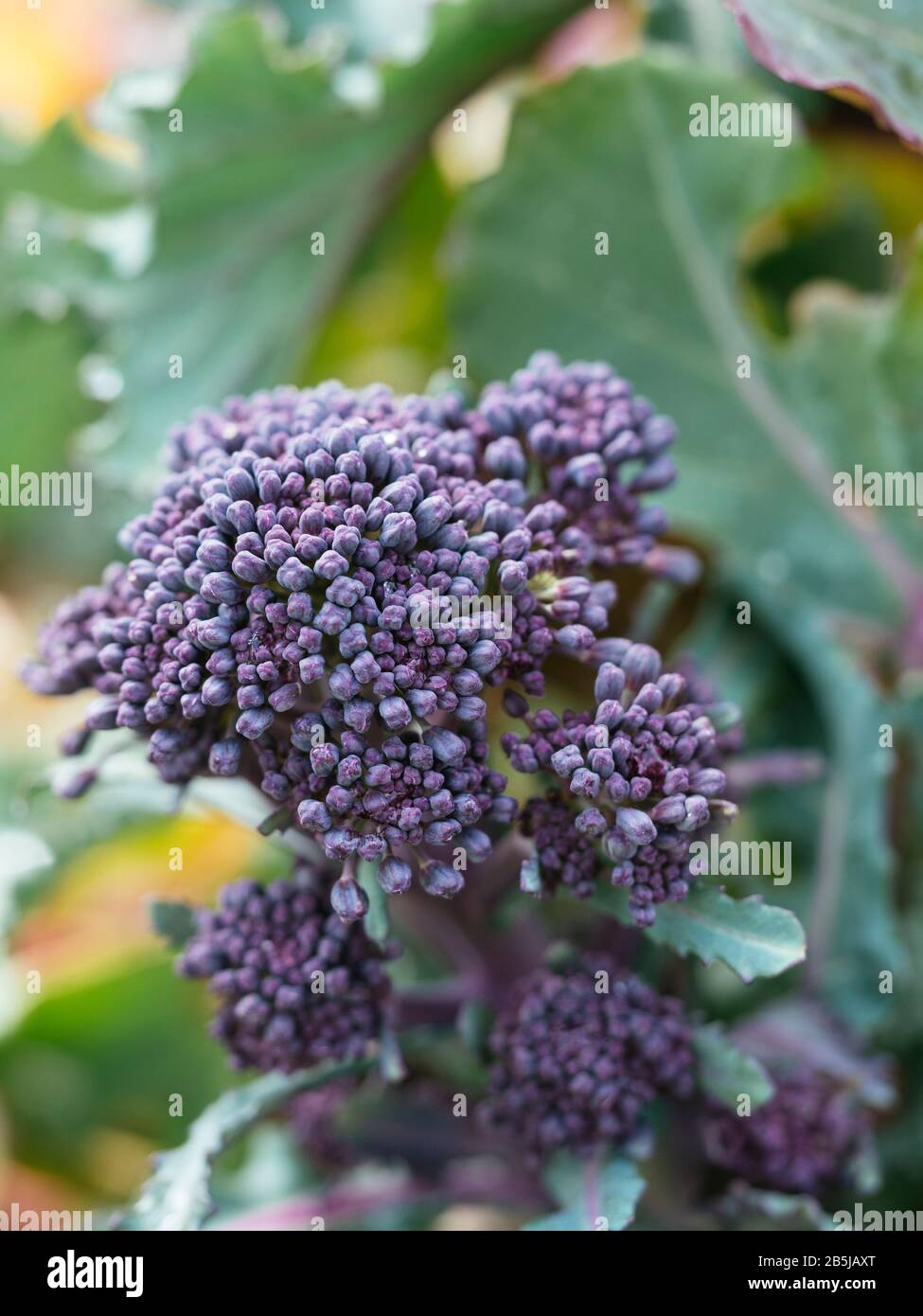 Early Purple Sprouting Broccoli growing in a vegetable garden in March ...