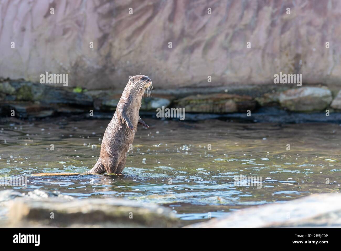 Otters Legs High Resolution Stock Photography and Images - Alamy