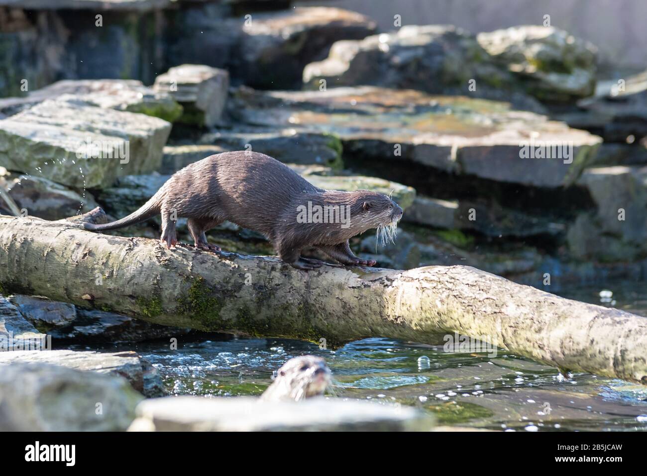 An otter walks across a branch, above a pool of water, with a second ...