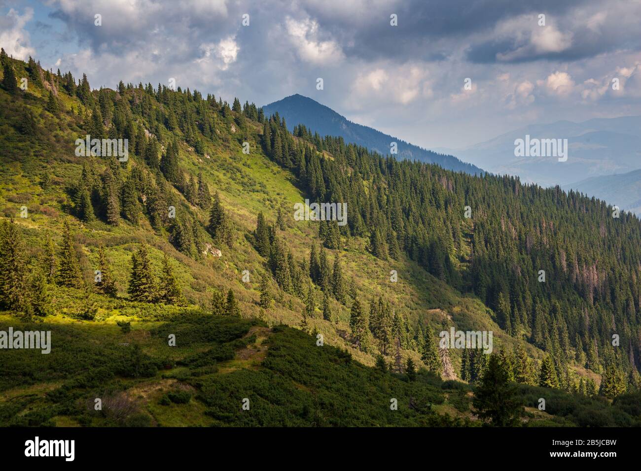 Conifer forest in classic Carpathian mountain valley Landscape Stock ...