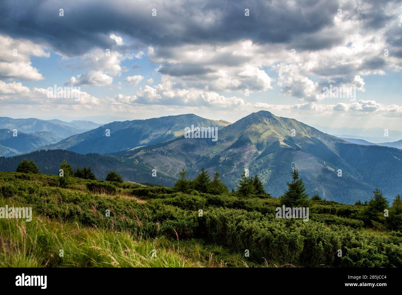 Conifer forest in classic hi-res stock photography and images - Alamy