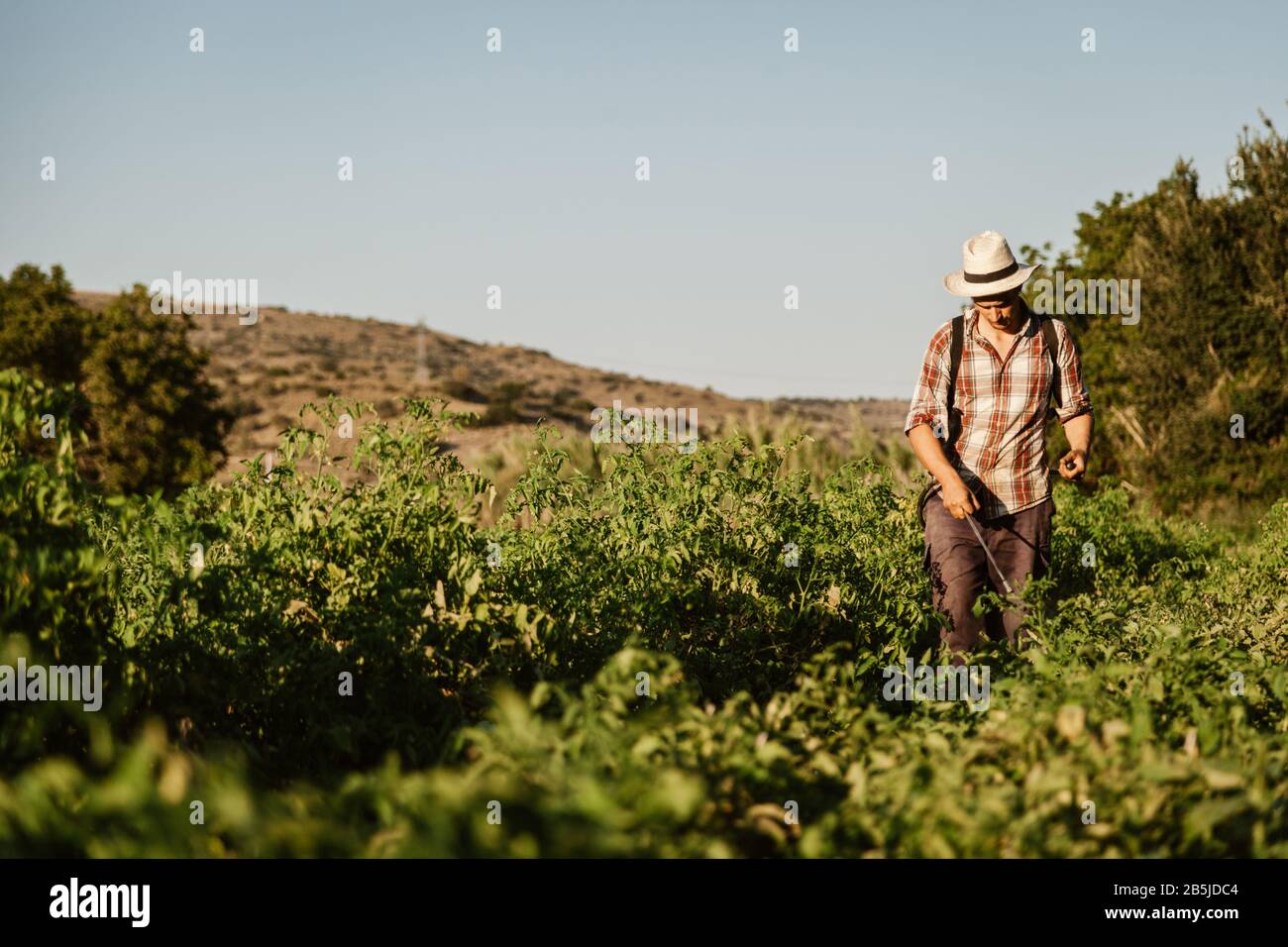 Young farmer spraying organic fertilizer with manual pump tank wearing ...