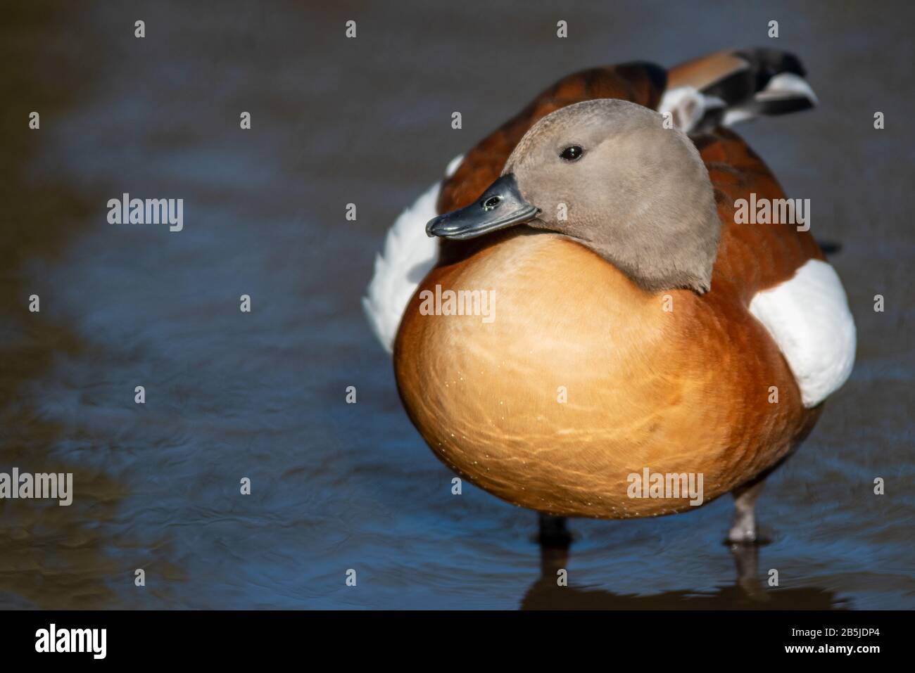 African cape shelduck hi-res stock photography and images - Alamy