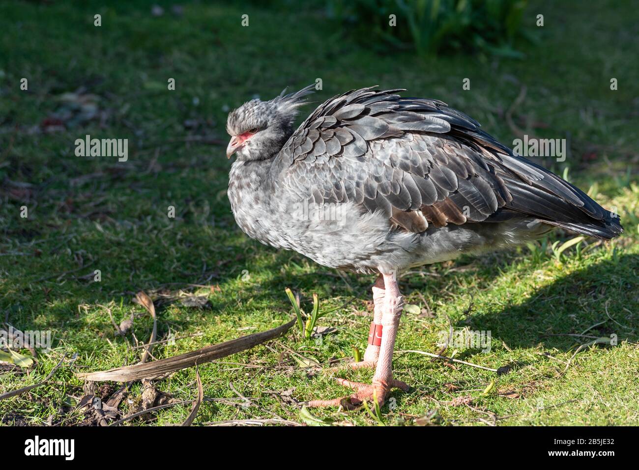 Southern screamers hi-res stock photography and images - Alamy