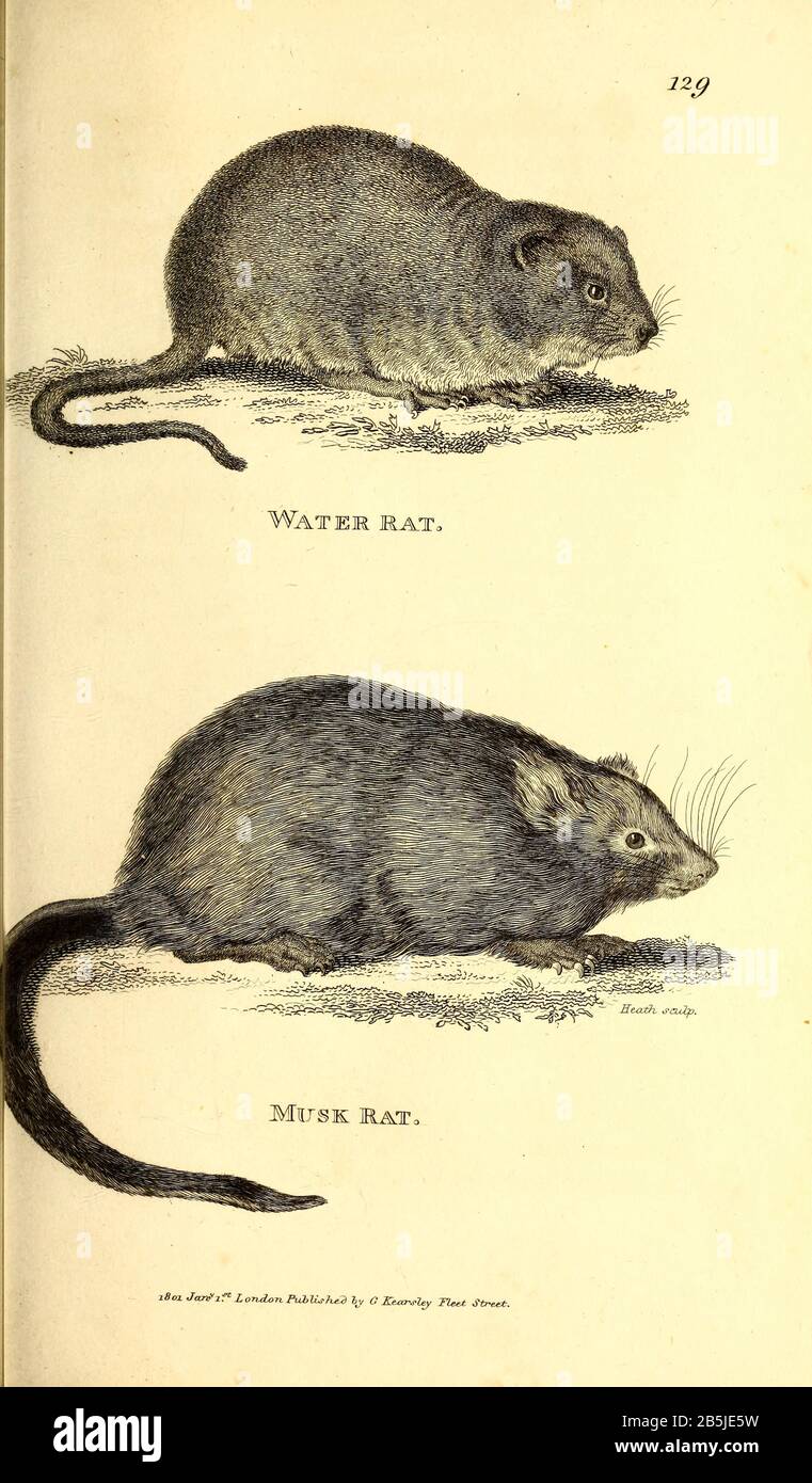 Rats history historical hi-res stock photography and images - Alamy