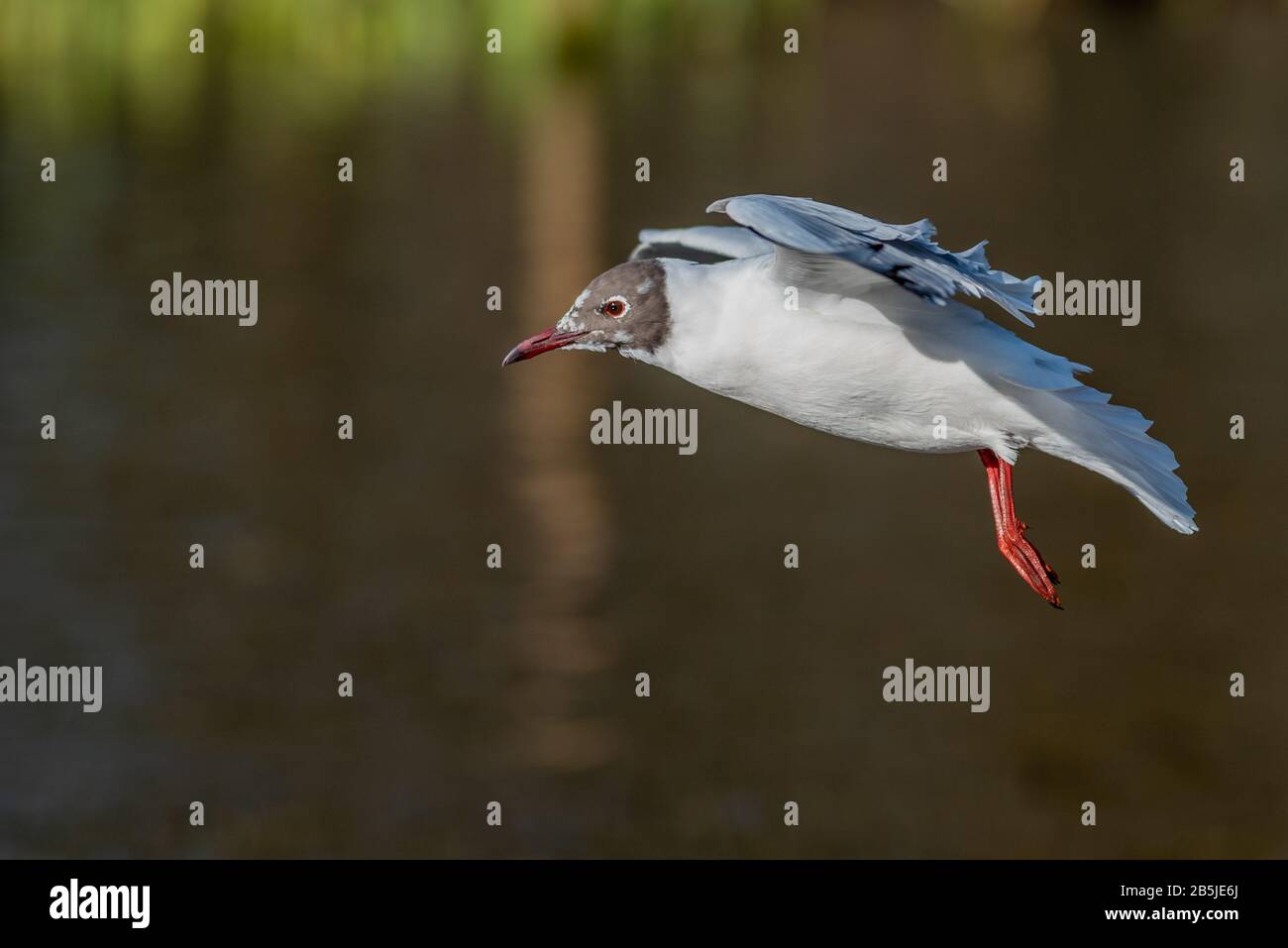 A solitary black headed Gull in flight flies from right to left with it ...