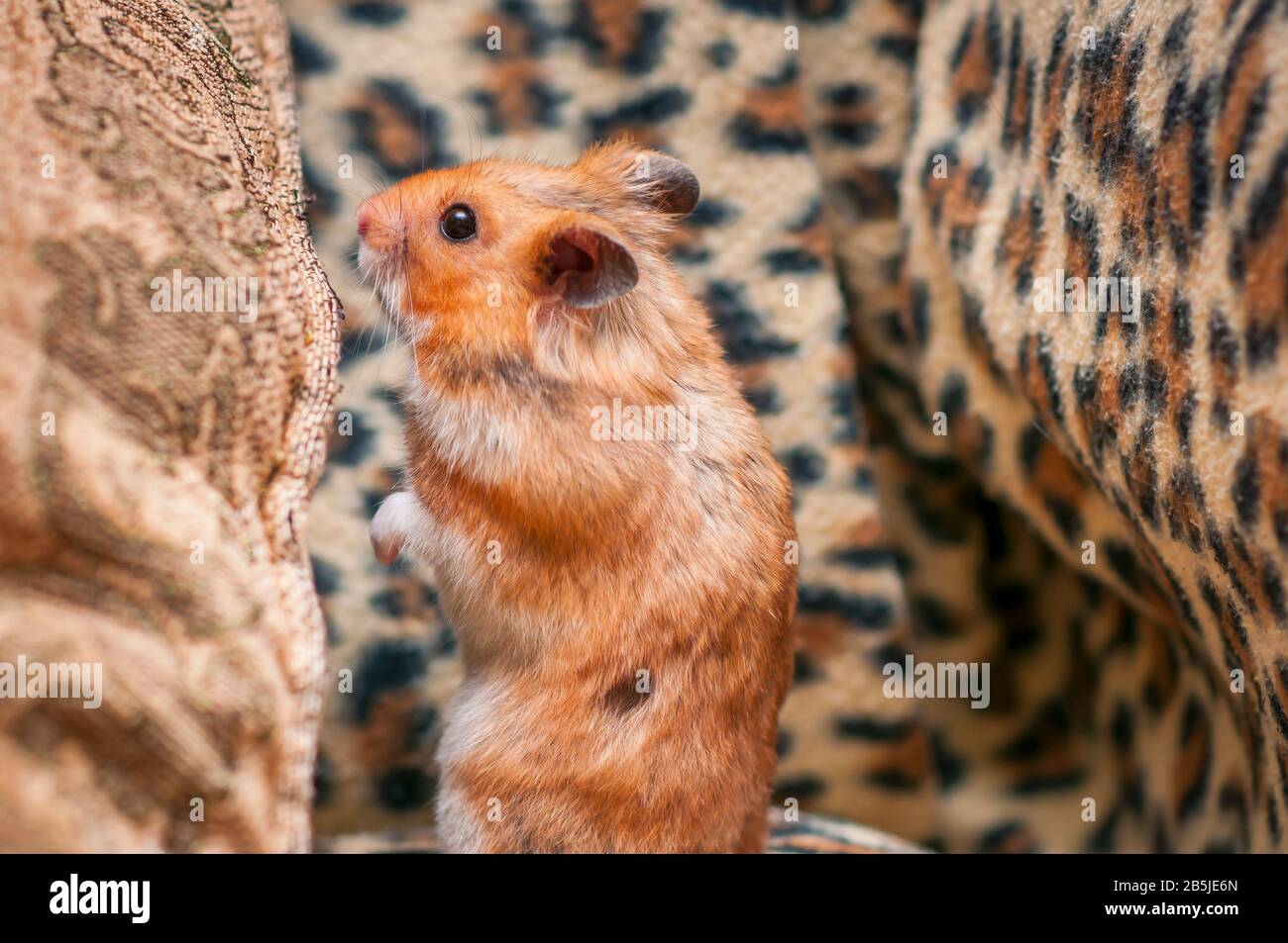 Syrian hamster (Mesocricetus auratus) Golden hamster Stock Photo - Alamy