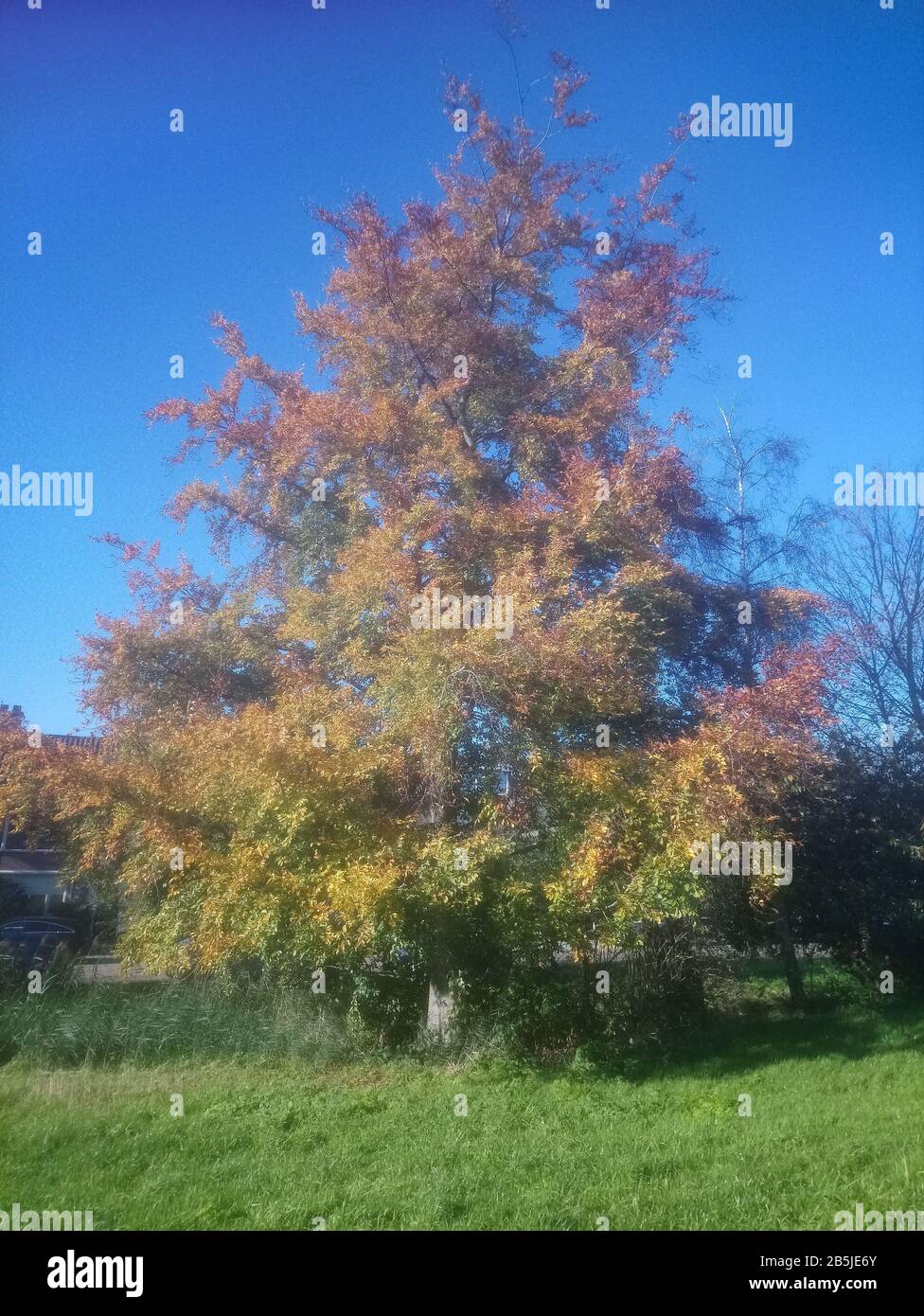 Lone bright yellow tree hi-res stock photography and images - Alamy