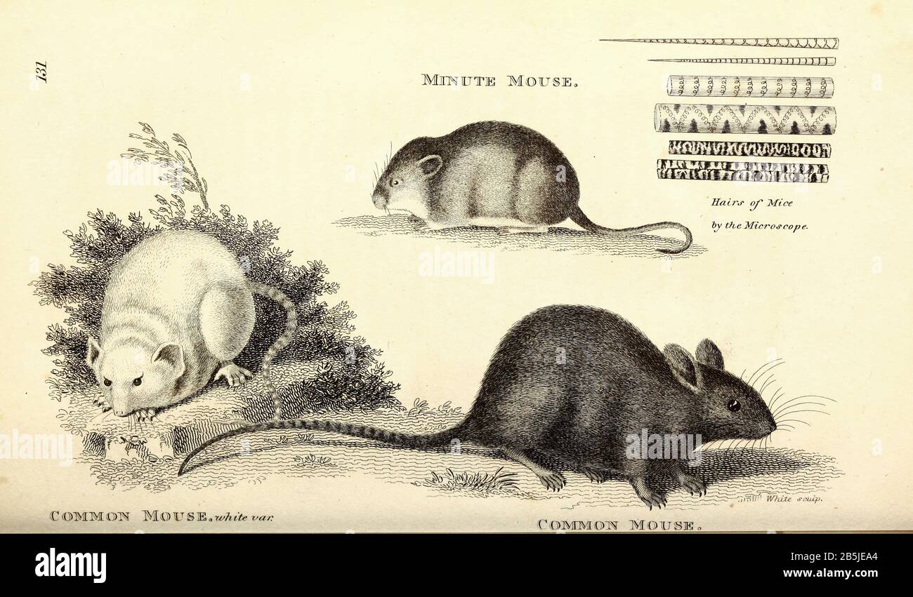 Mrs Mouse High Resolution Stock Photography and Images - Alamy