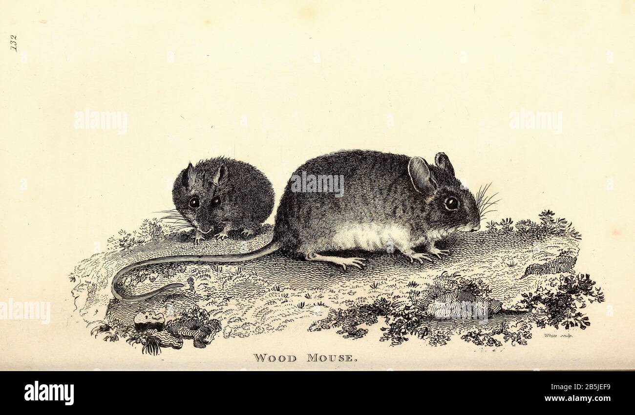 Mrs mouse illustration hi-res stock photography and images - Alamy