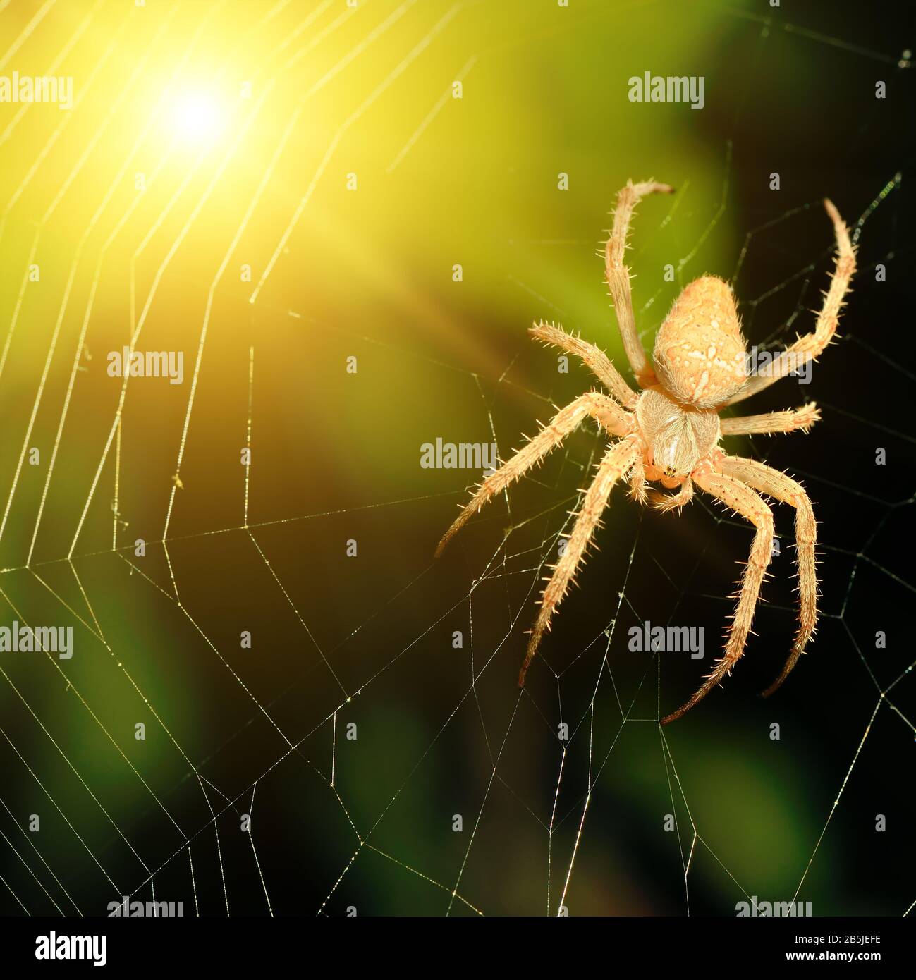 Big poison spider hi-res stock photography and images - Alamy