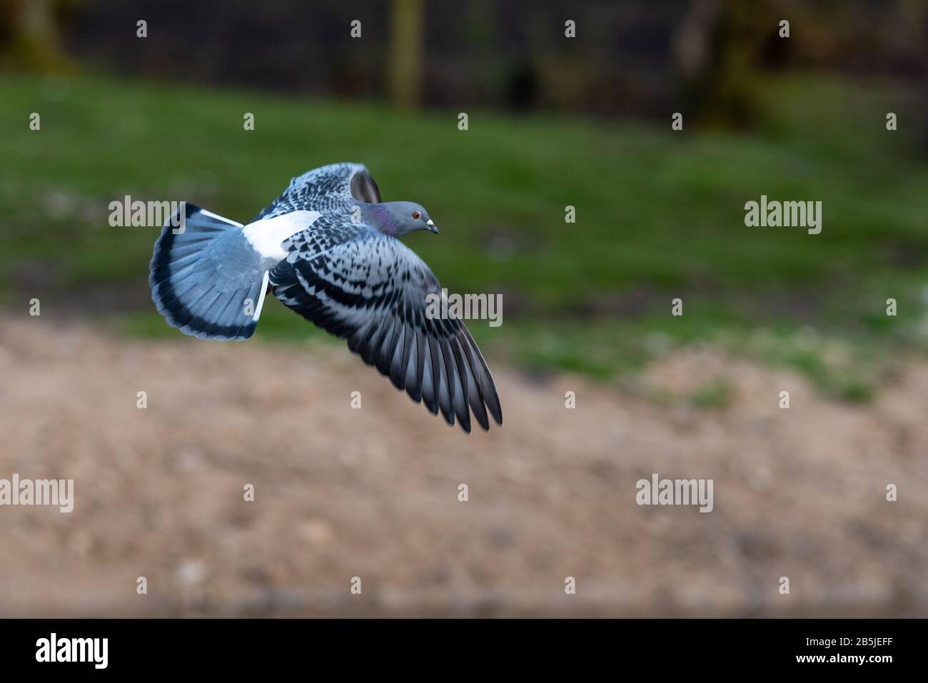 A pigeon in flight flies from left to right, wings out swept Stock ...