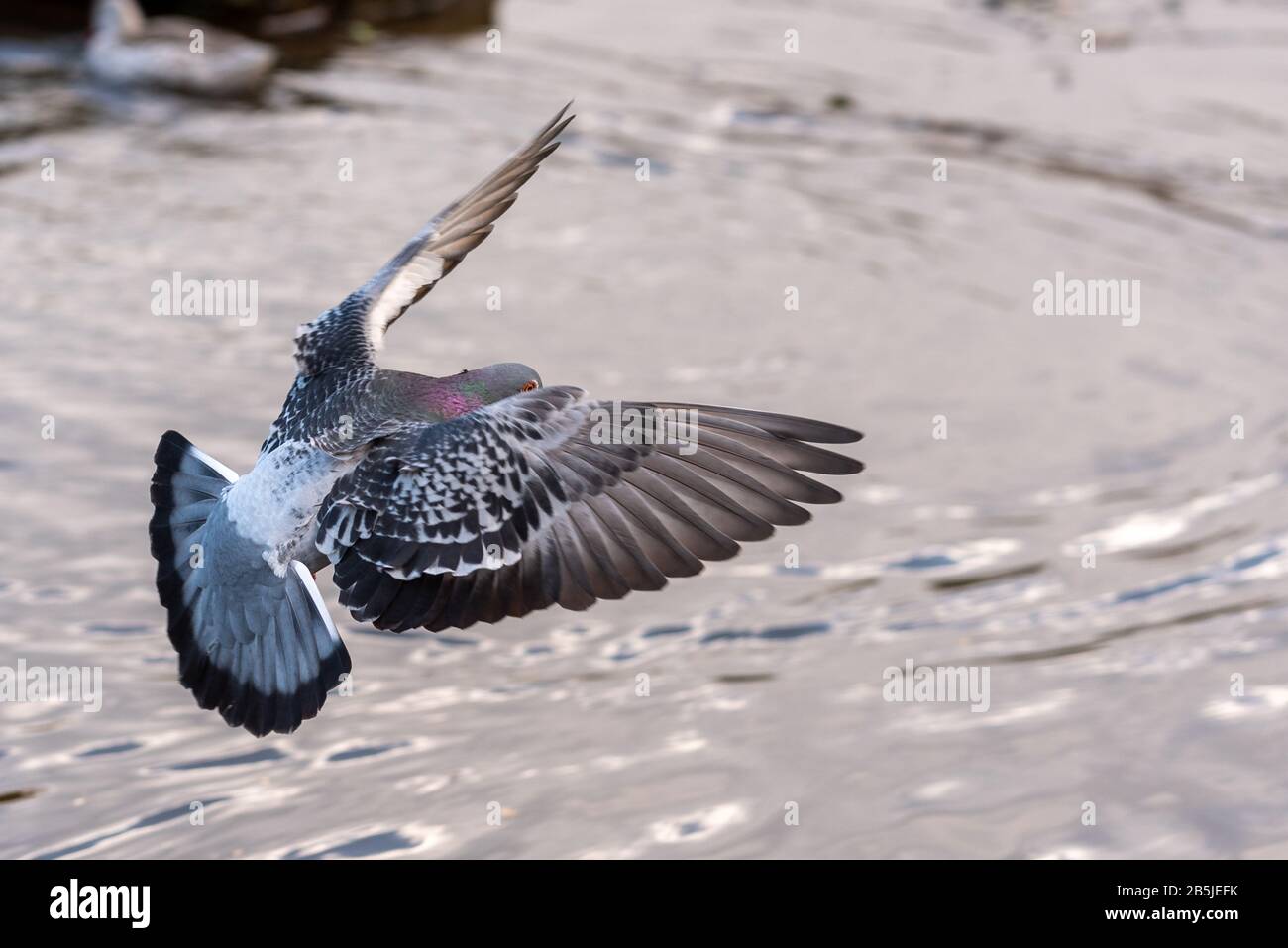 A pigeon in flight flies from left to right, wings out swept Stock ...