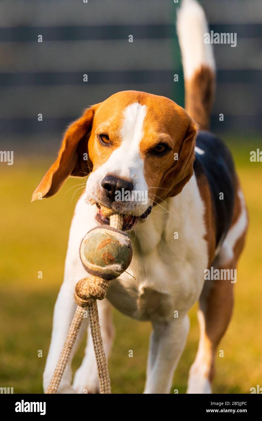 Happy beagle dog running with flying ears towards camera Stock Photo - Alamy