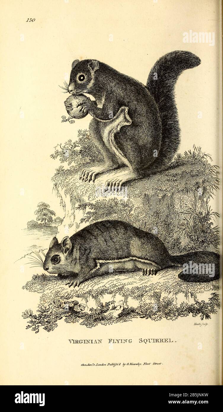 Flying Squirrels from General zoology, or, Systematic natural history ...