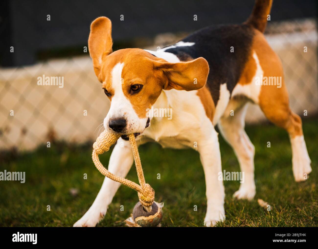 Happy beagle dog running with flying ears towards camera Stock Photo - Alamy