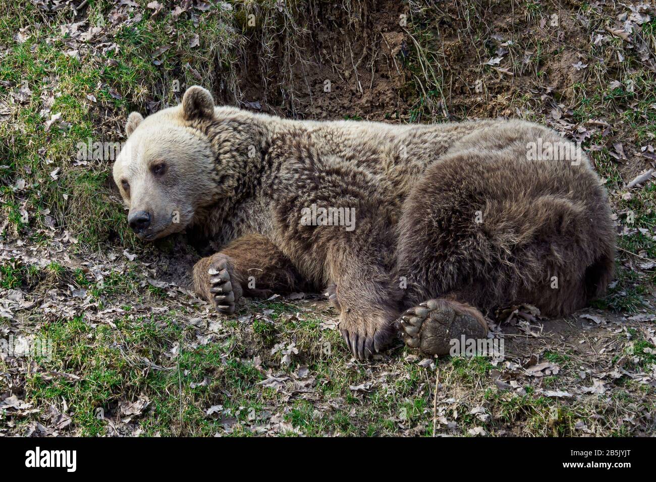 Bear lying in grass hi-res stock photography and images - Alamy