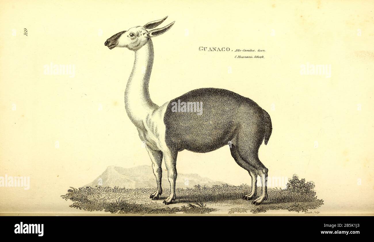 Guanaco drawing hi-res stock photography and images - Alamy