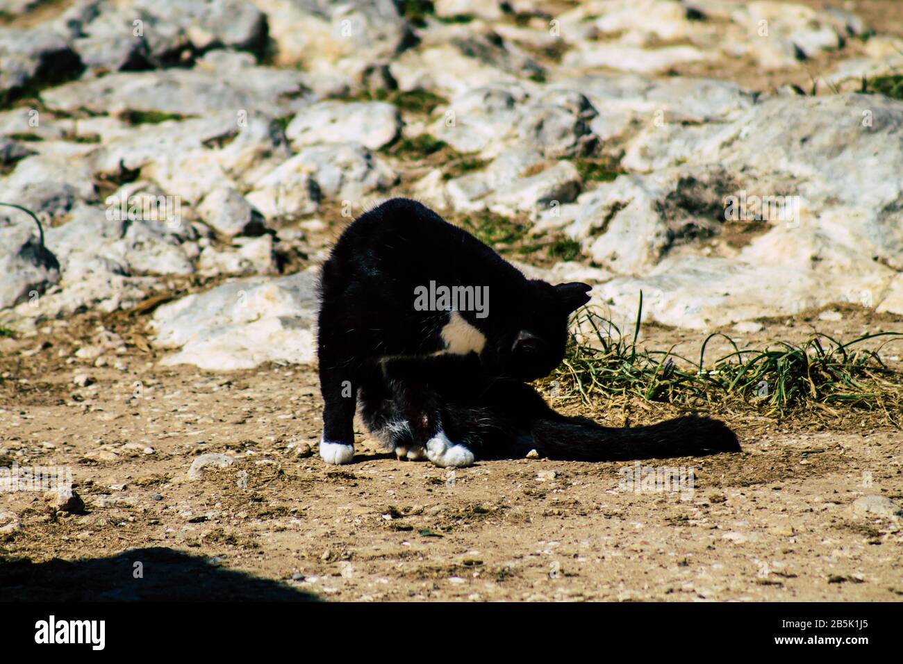 Paphos Cyprus March 08, 2020 View of abandoned domestic cat living in ...
