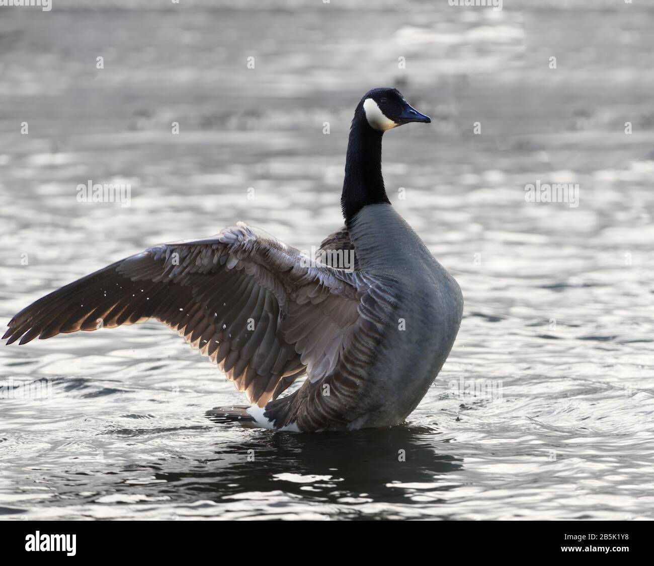 Canada goose on the water Stock Photo - Alamy