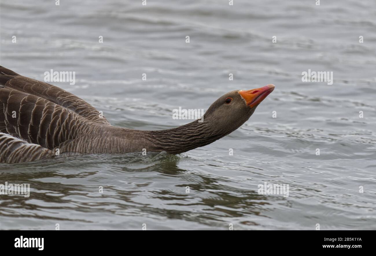 Red neck goose hi-res stock photography and images - Alamy