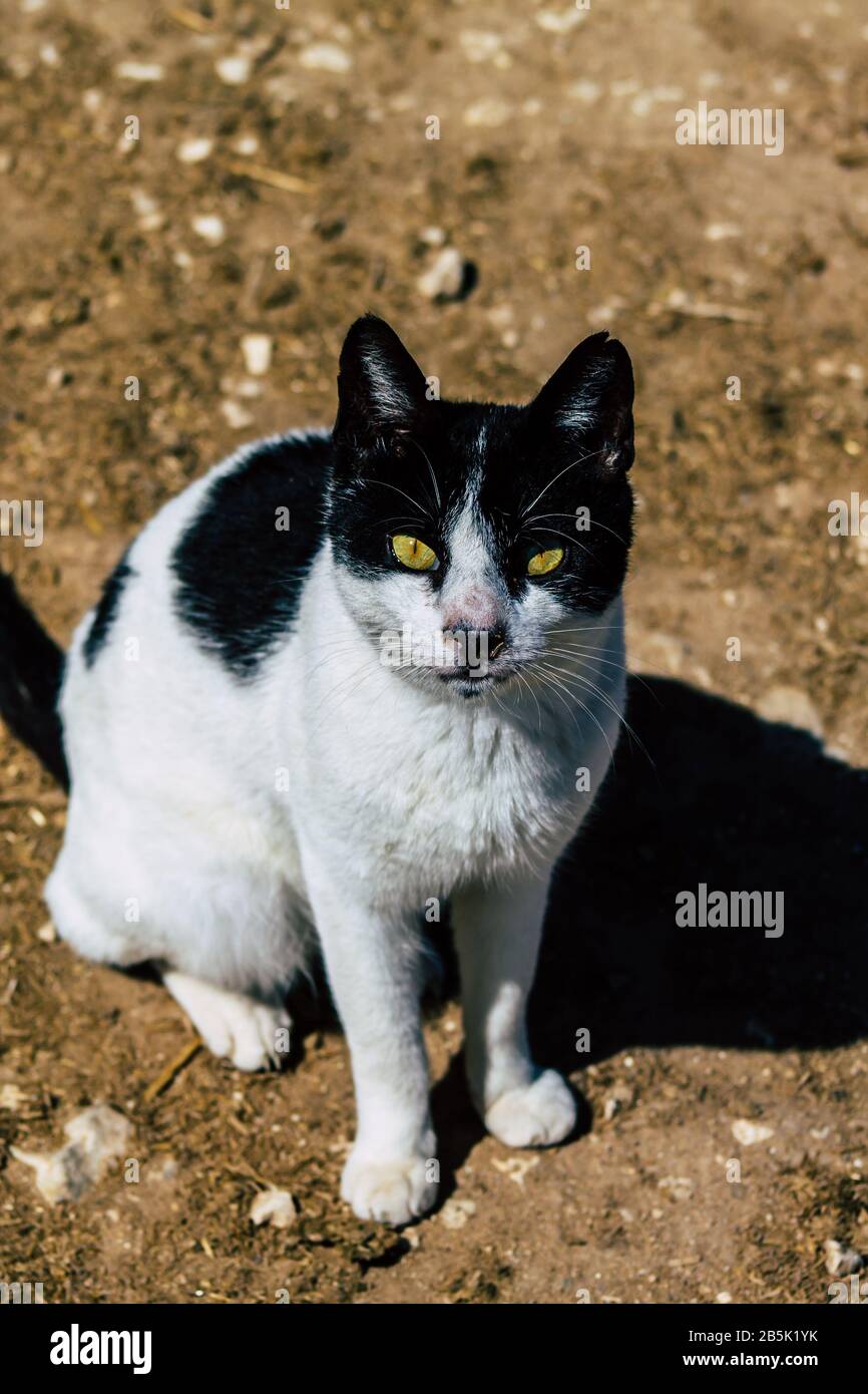 Paphos Cyprus March 08, 2020 View of abandoned domestic cat living in ...