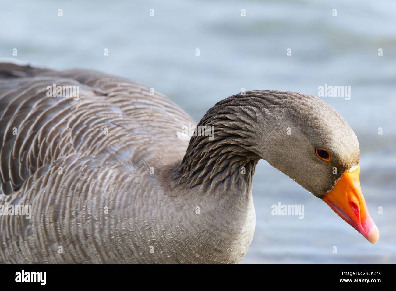 Large grey goose hi-res stock photography and images - Alamy