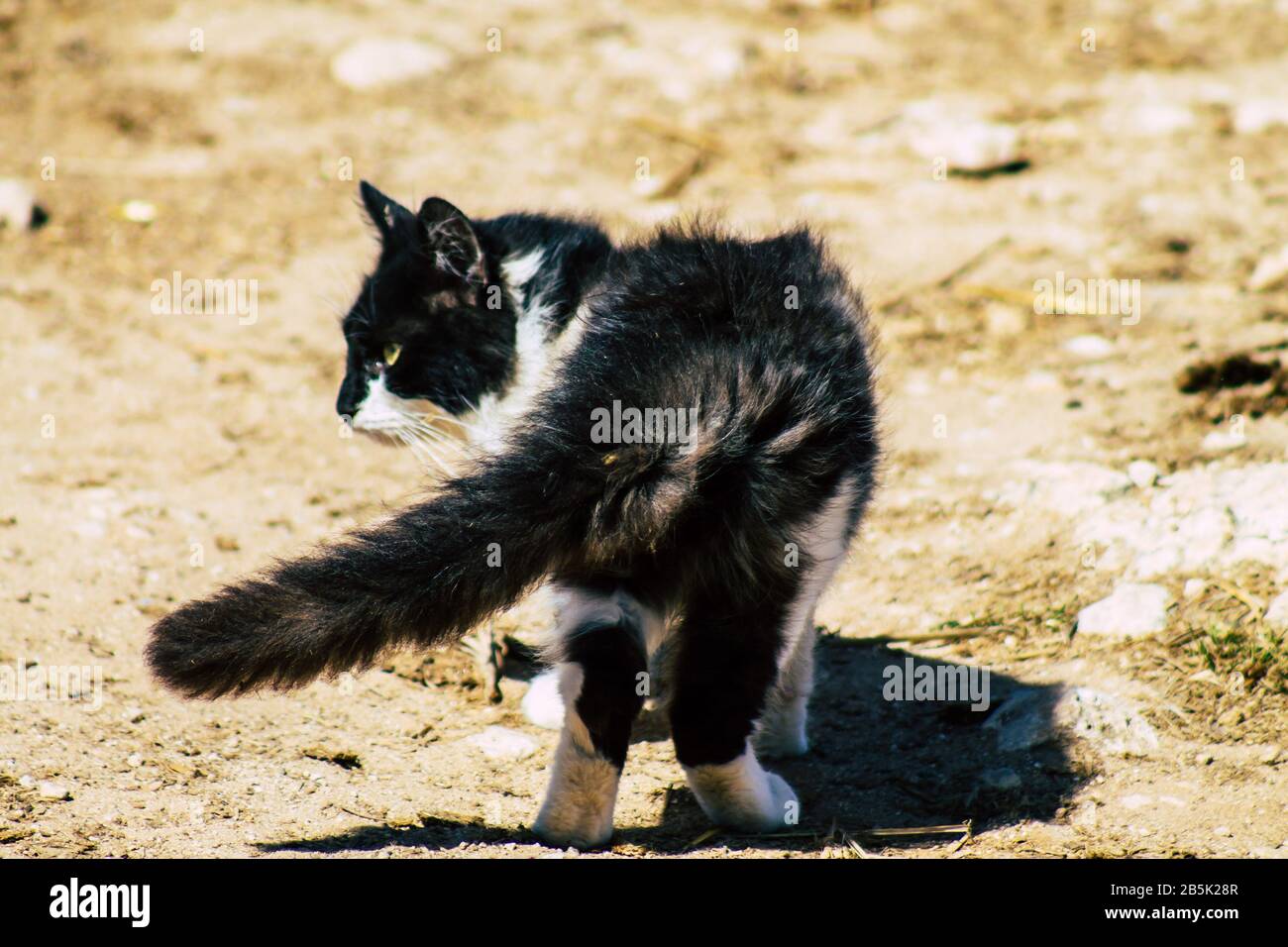 Paphos Cyprus March 08, 2020 View of abandoned domestic cat living in ...