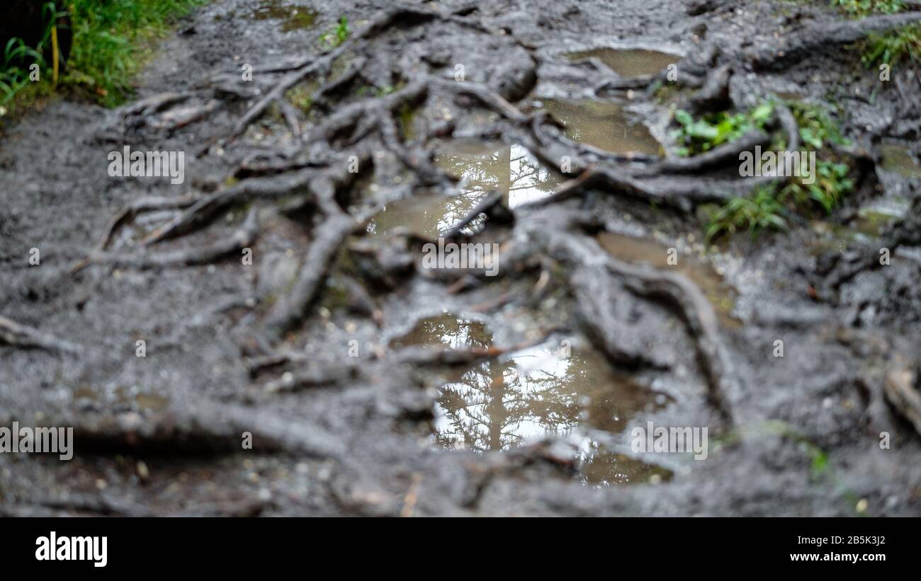 Mud water tree roots hi-res stock photography and images - Alamy