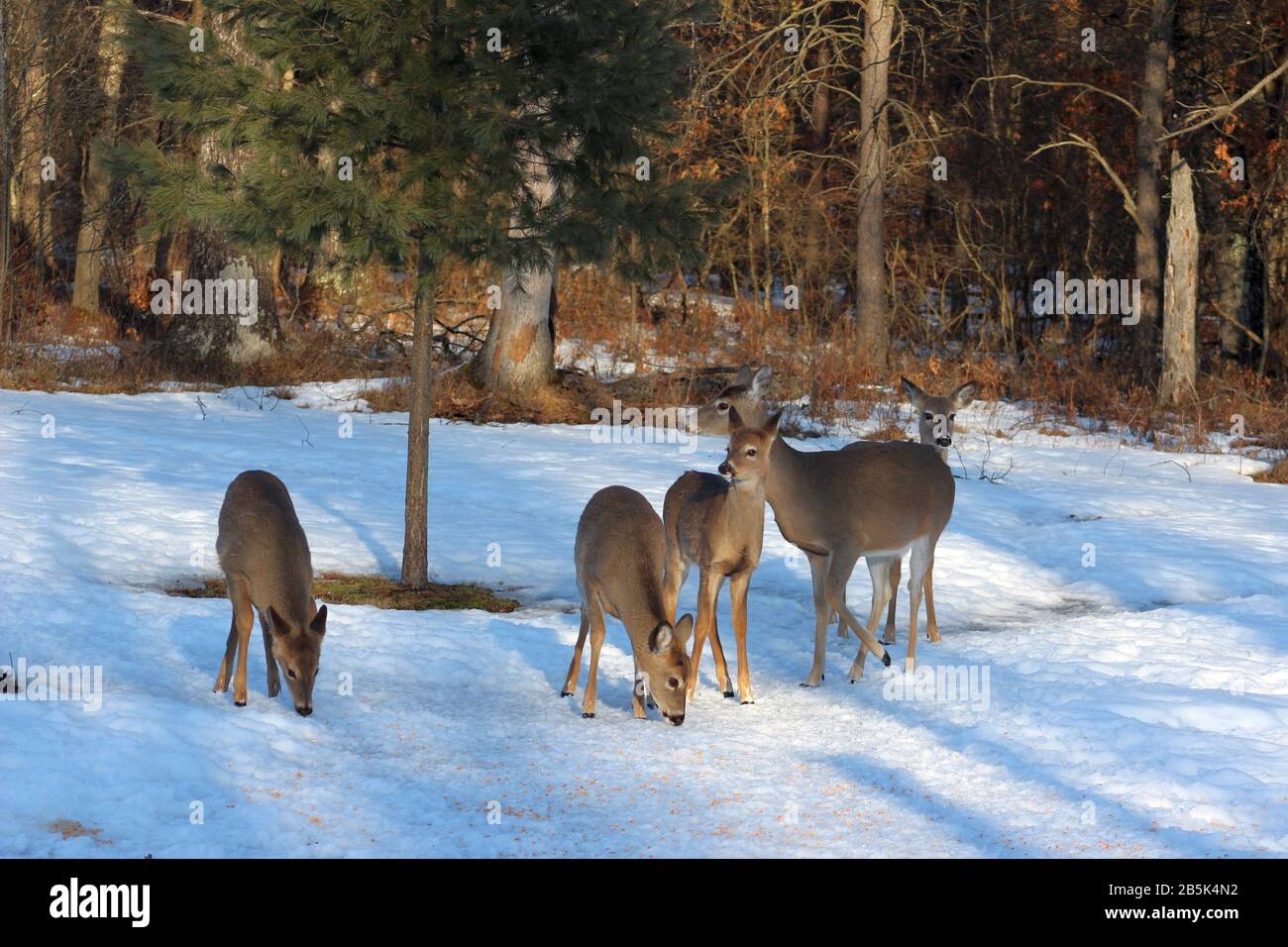 Deer herd odocoileus animal animals hi-res stock photography and images ...