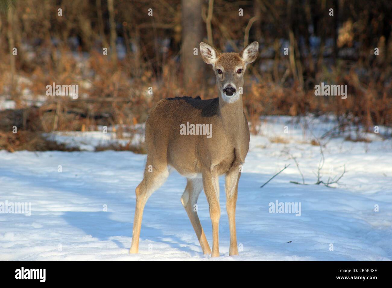 Pregnant deer hi-res stock photography and images - Alamy