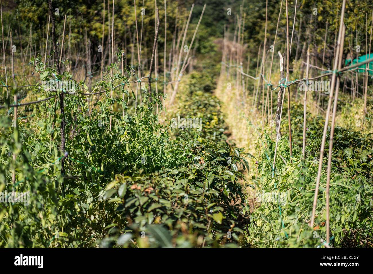 Mindat hi-res stock photography and images - Alamy