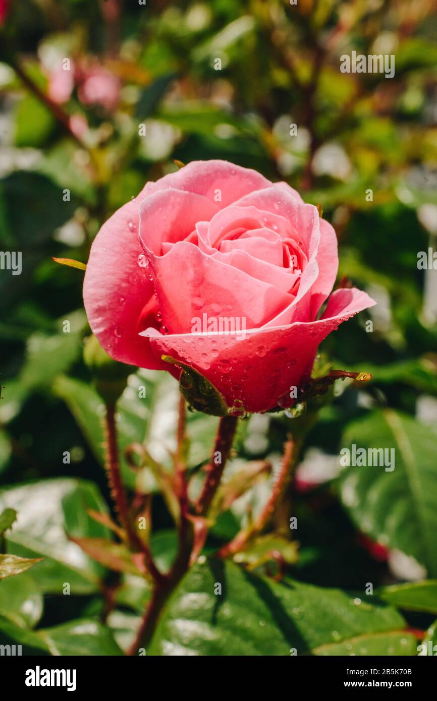 Blooming beautiful colorful rose bud in garden background Stock Photo ...