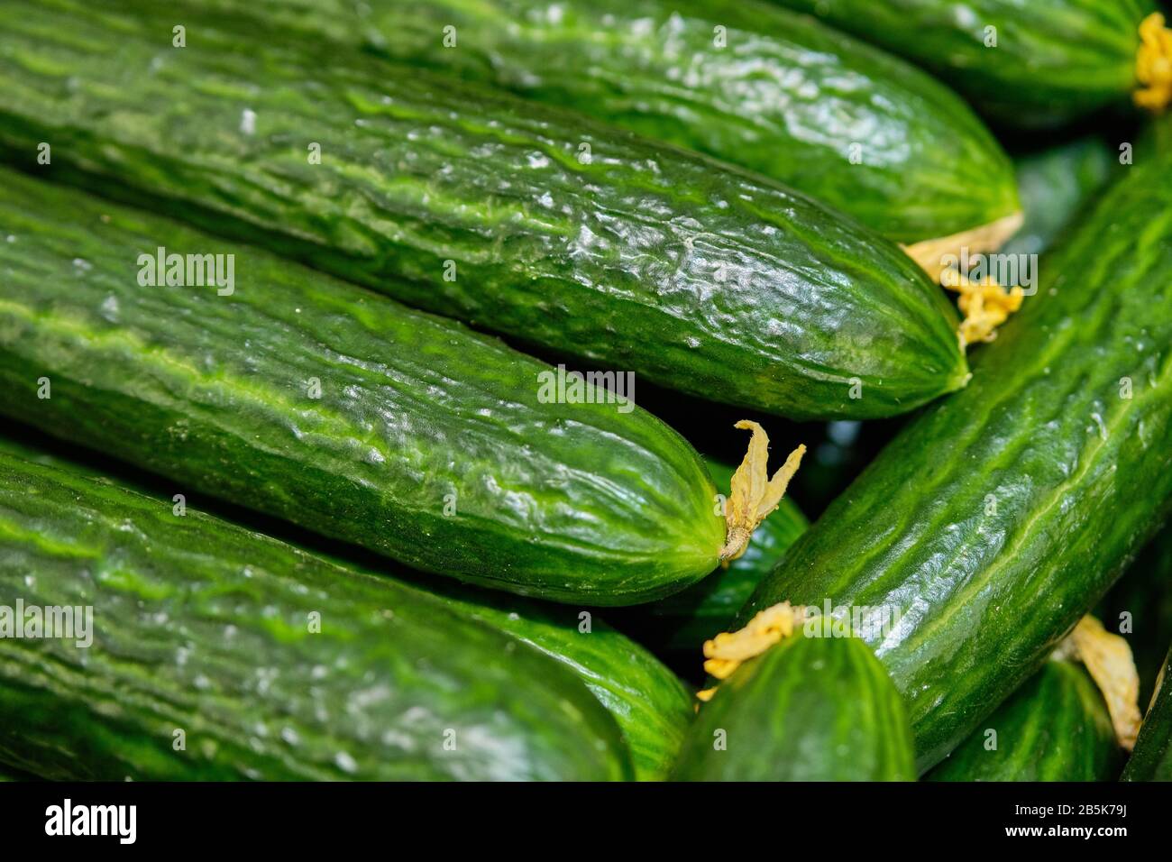 Background and texture of green cucumbers. Close up Stock Photo - Alamy