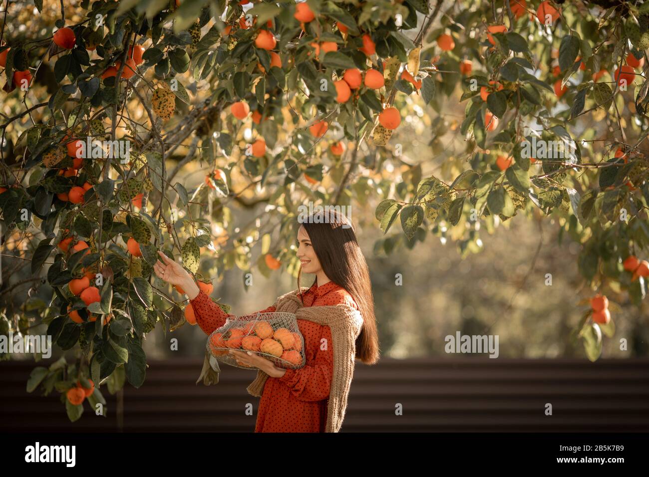 A woman harvests ripe tangerine trees. Ripe citrus trees Stock Photo ...