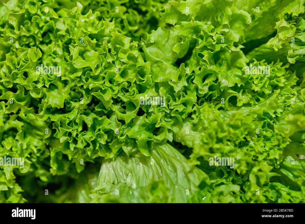 Background and texture of lettuce leaves. Close up Stock Photo - Alamy