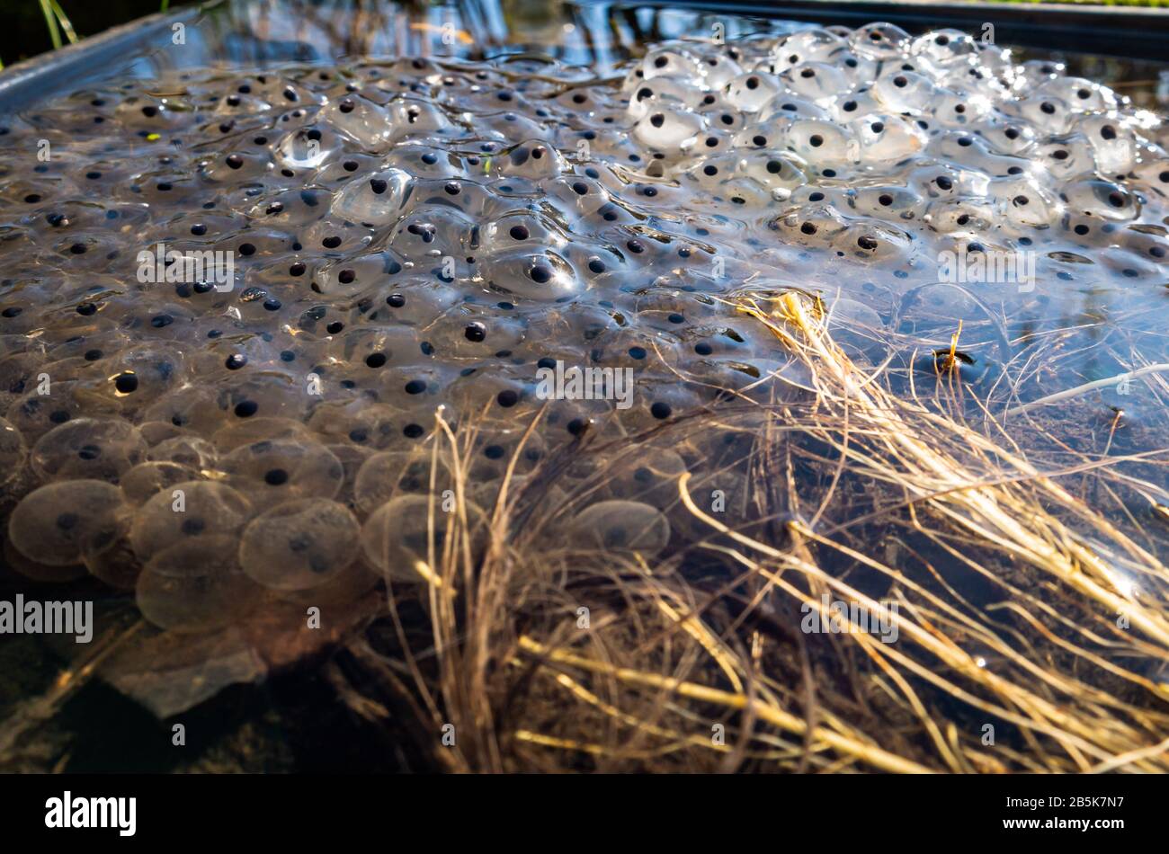 Water lifecycle hi-res stock photography and images - Alamy