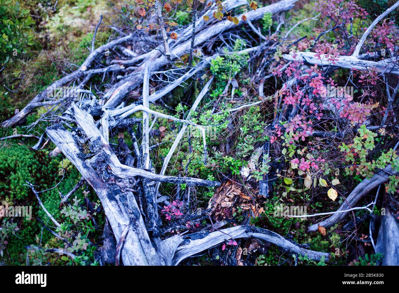 wild autumn forrest, roots of trees in mess background, dark world ...
